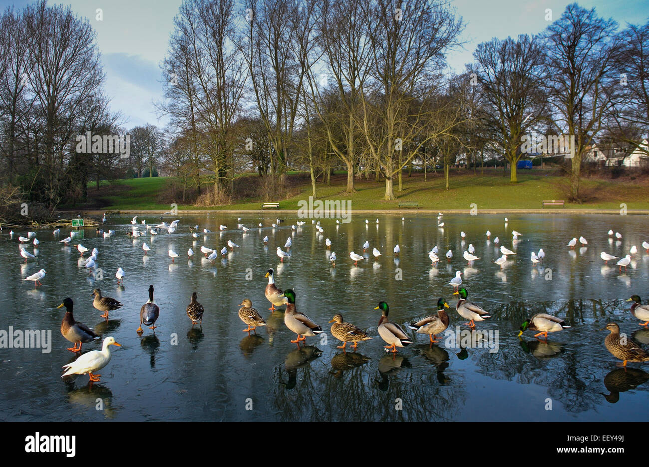 Abington Park, Northampton, UK. 23rd January, 2015. Ducks have to walk ...