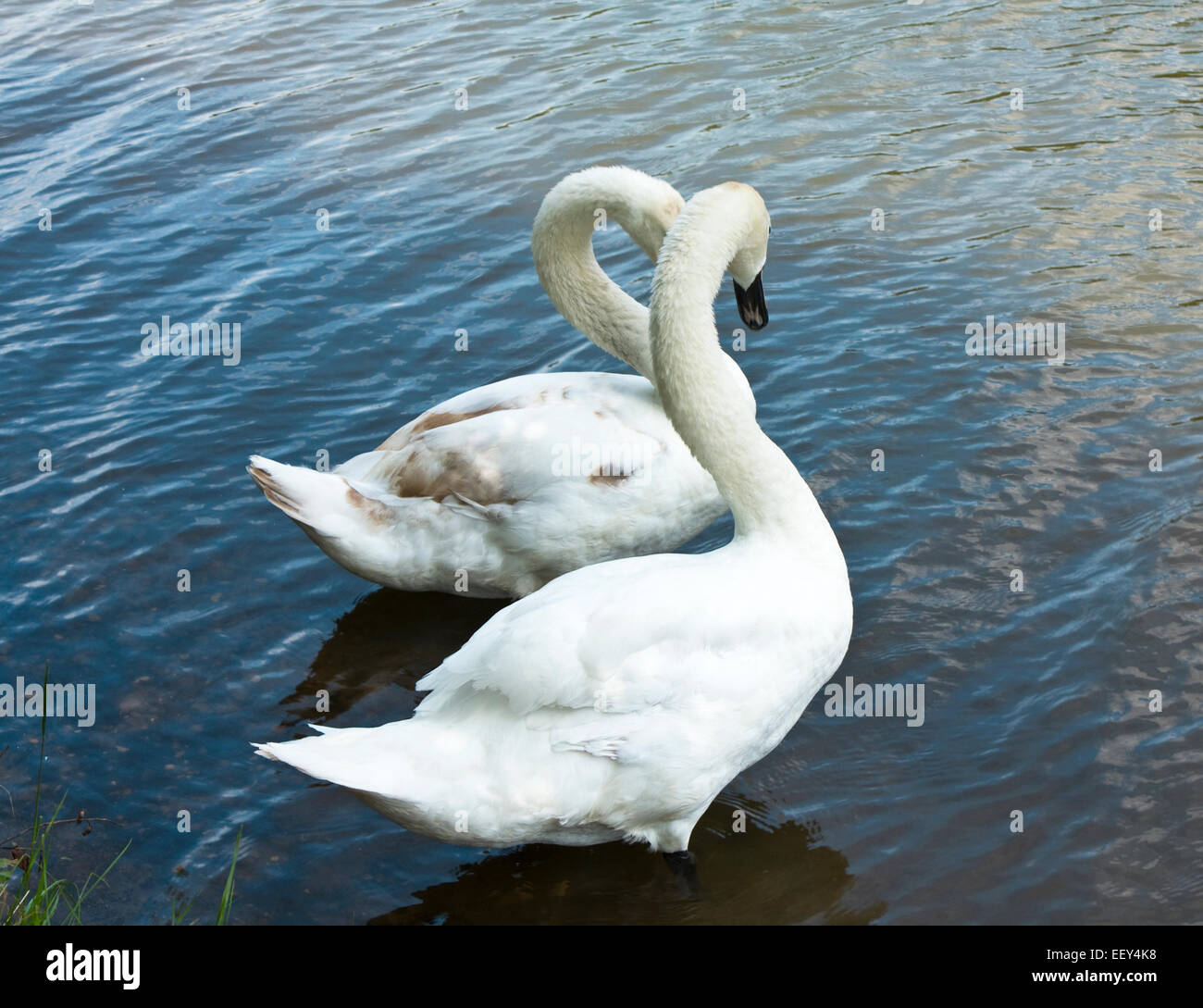 Two white swans standing together on blue water, horizontal Stock Photo ...