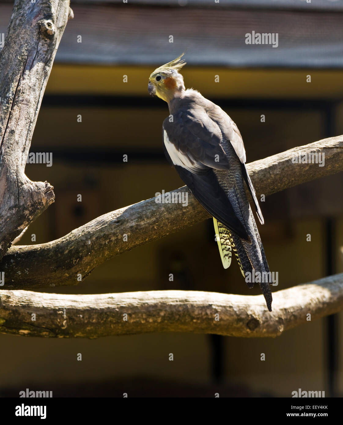 Crested parrot hi-res stock photography and images - Alamy