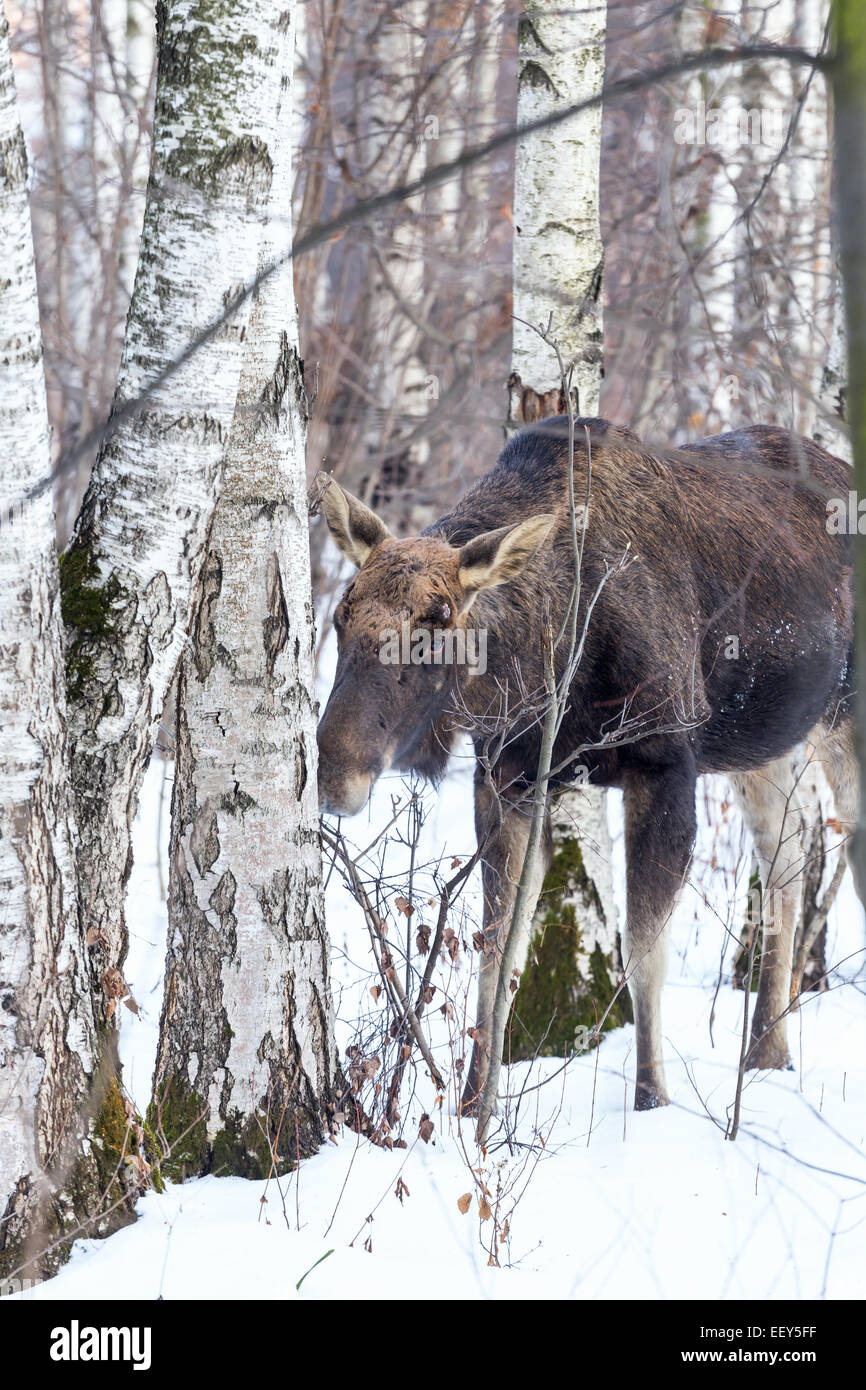 Elk in winter Stock Photo - Alamy