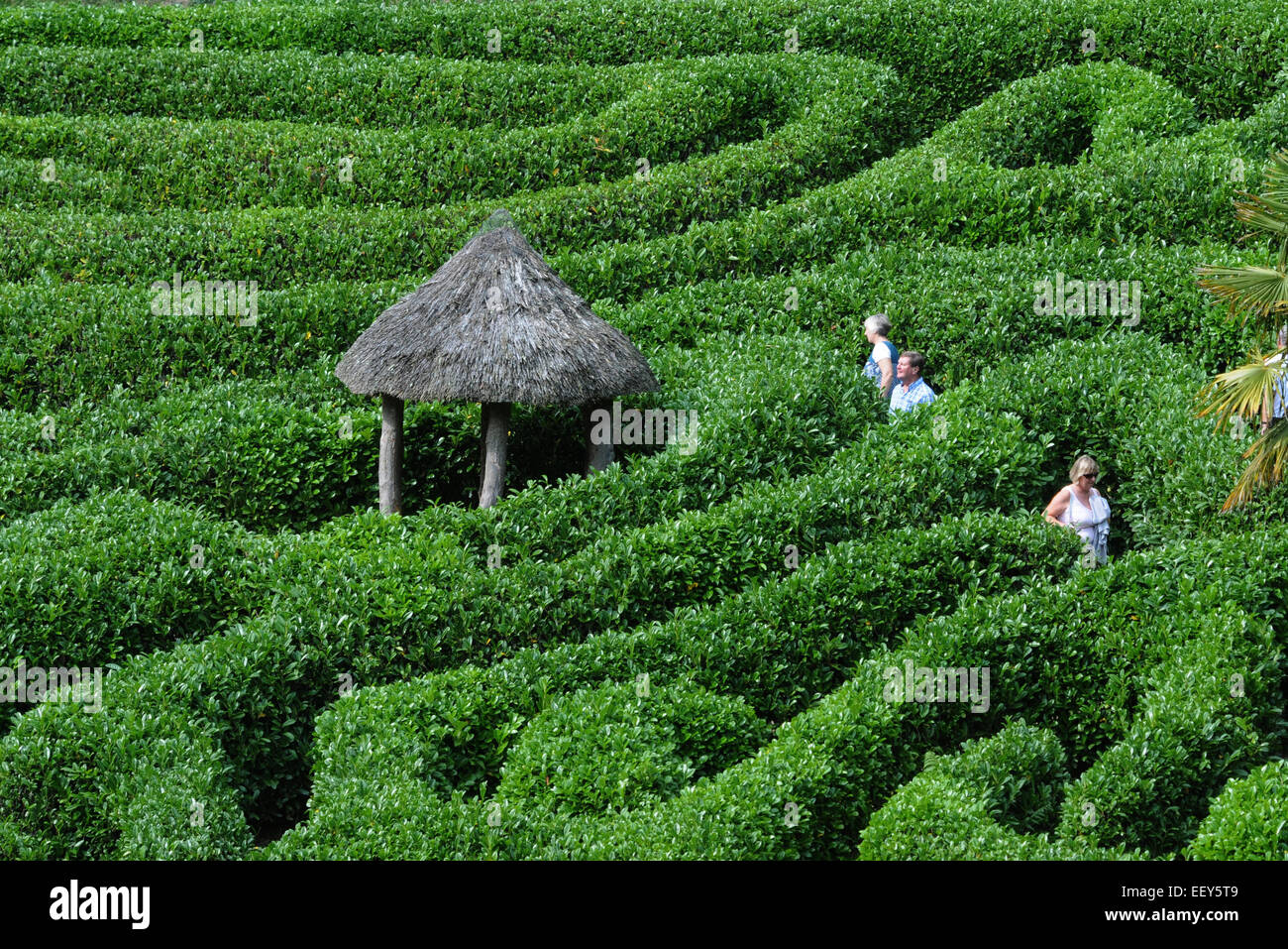 September 2014 The maze at the the National Trust's Glendurgan Gardens ...