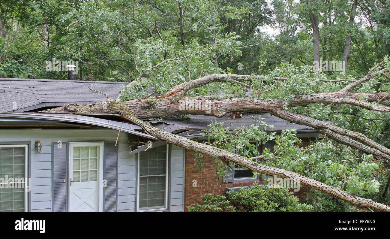 Oak tree house hi-res stock photography and images - Alamy