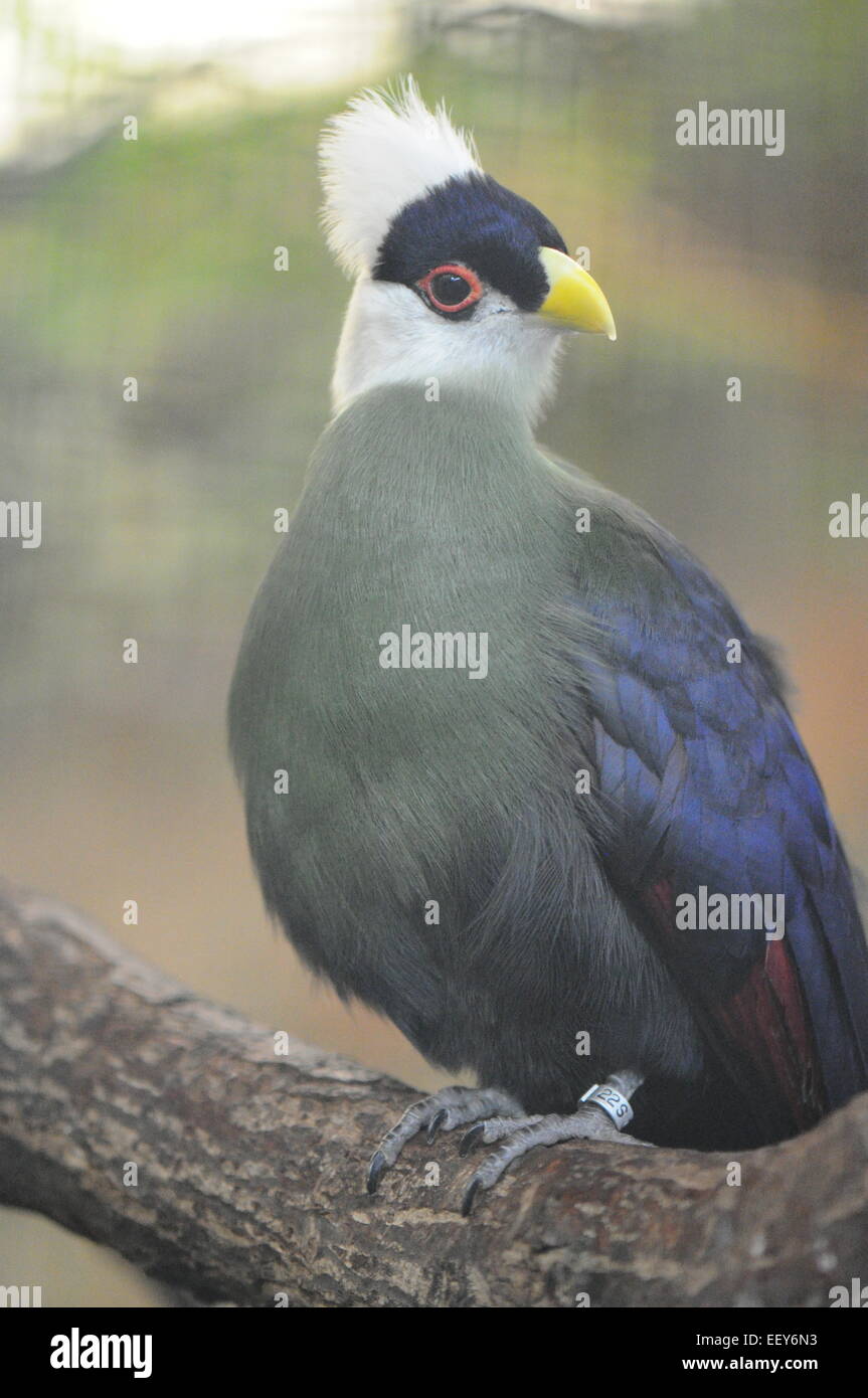 Chester zoo bird hi-res stock photography and images - Alamy