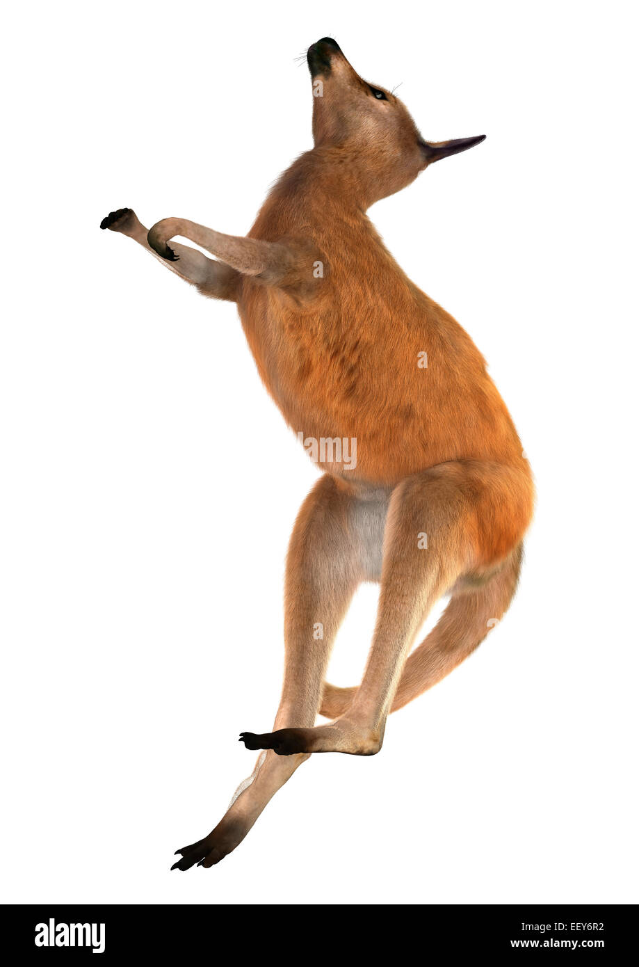 3D digital render of a boxing red kangaroo isolated on white background ...