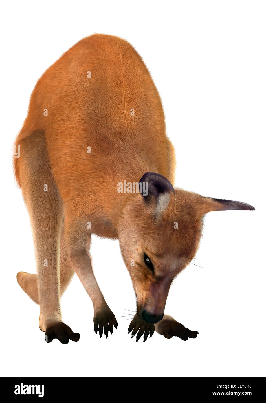 3D digital render of an eating red kangaroo isolated on white ...