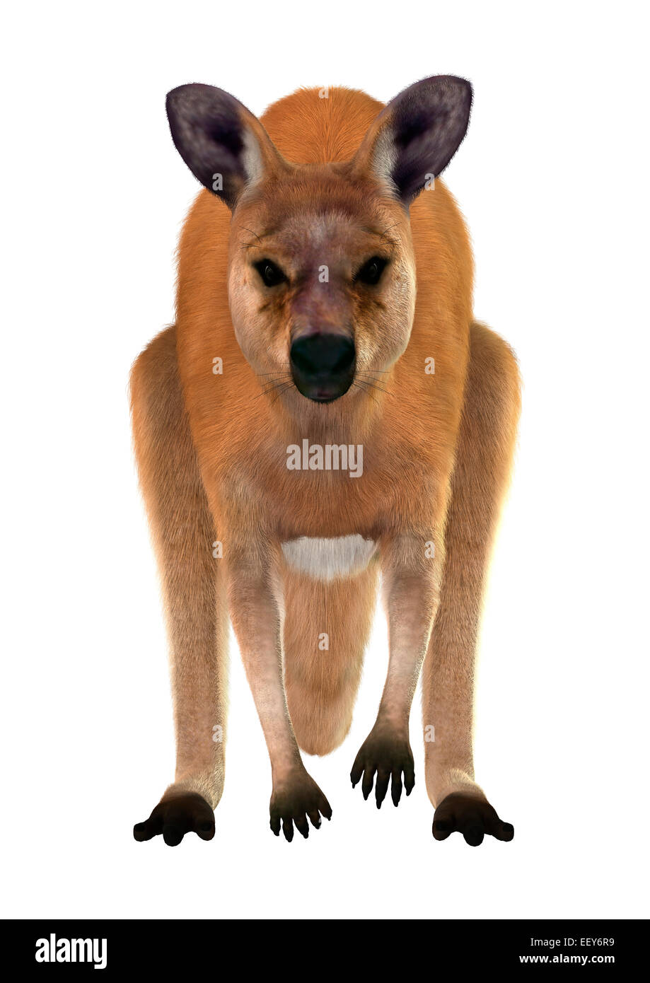 3D digital render of a red kangaroo isolated on white background Stock ...