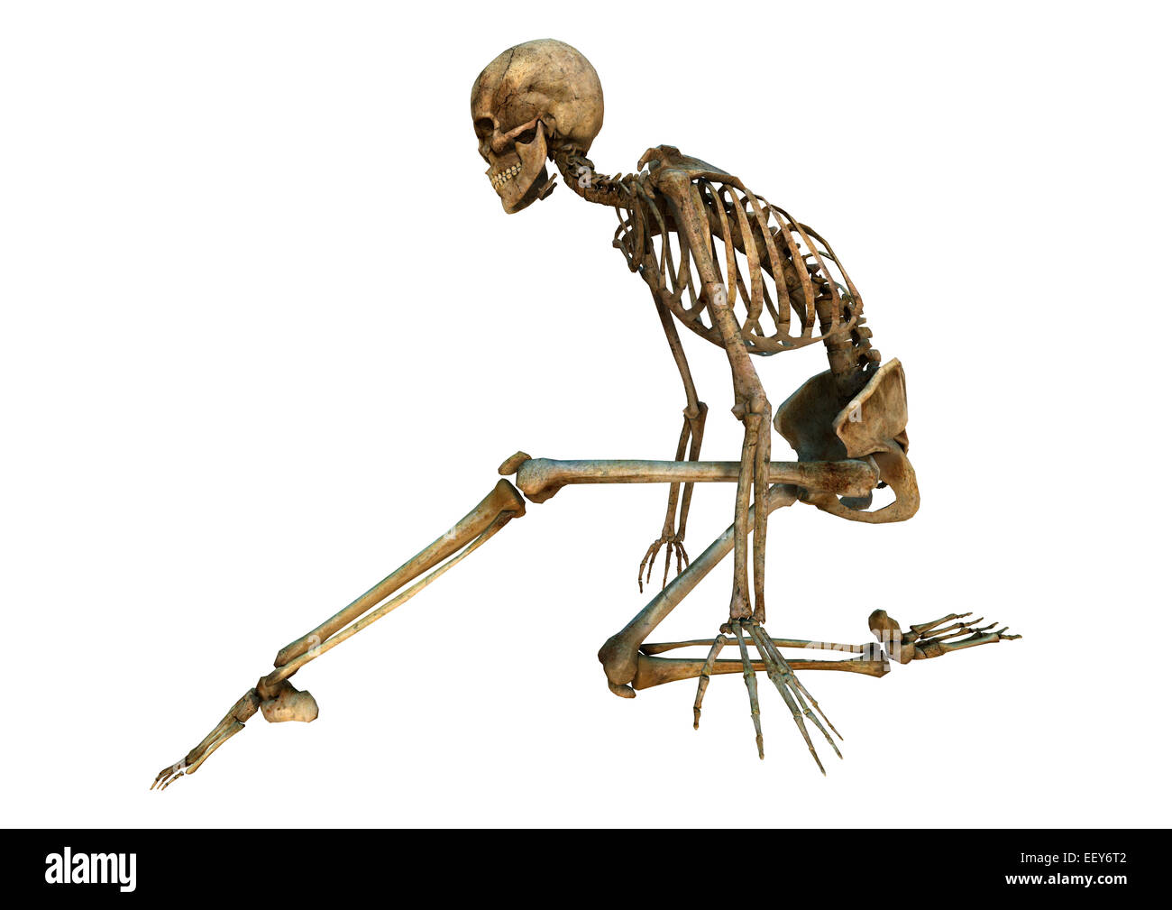 3D digital render of a human skeleton doing sport isolated on white ...