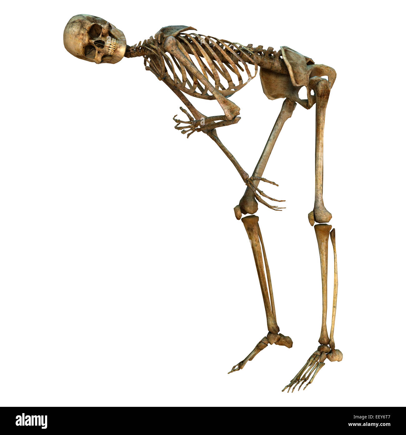 3D digital render of a human skeleton doing sport isolated on white ...