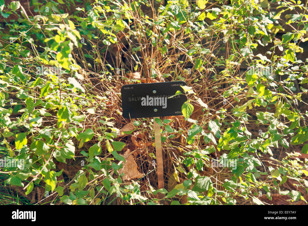 Signboard surrounded by sage plants Stock Photo - Alamy