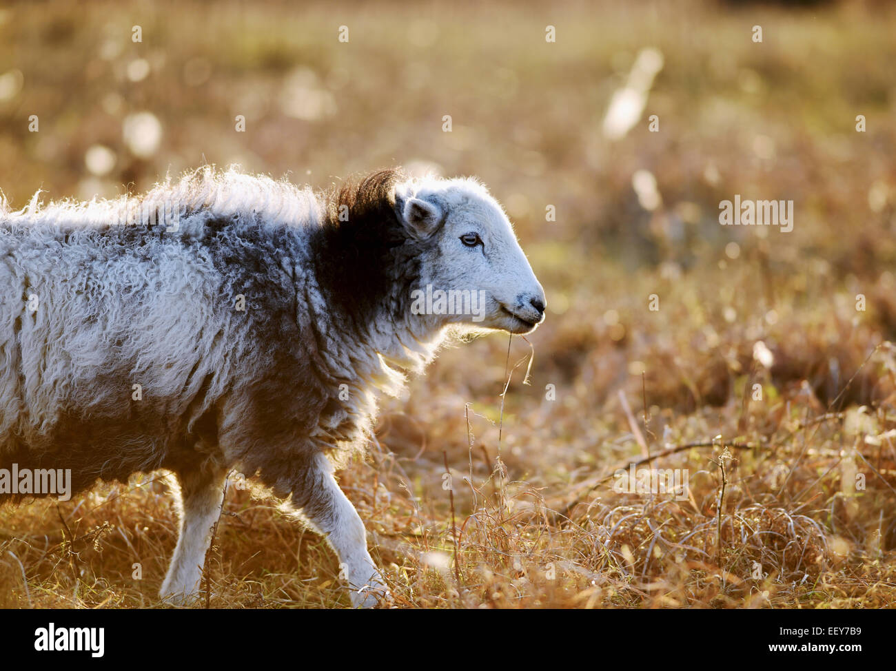 Brighton UK - Herdwick Sheep grazing at Sheepcote Valley Nature Reserve ...