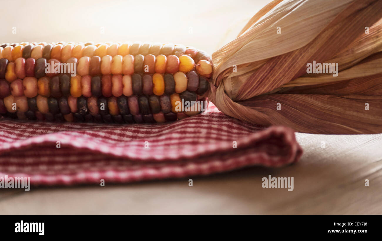 Studio shot of indian corn Stock Photo - Alamy