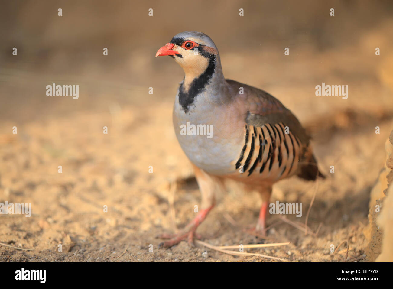 Chukar Partridge Stock Photos & Chukar Partridge Stock Images - Alamy
