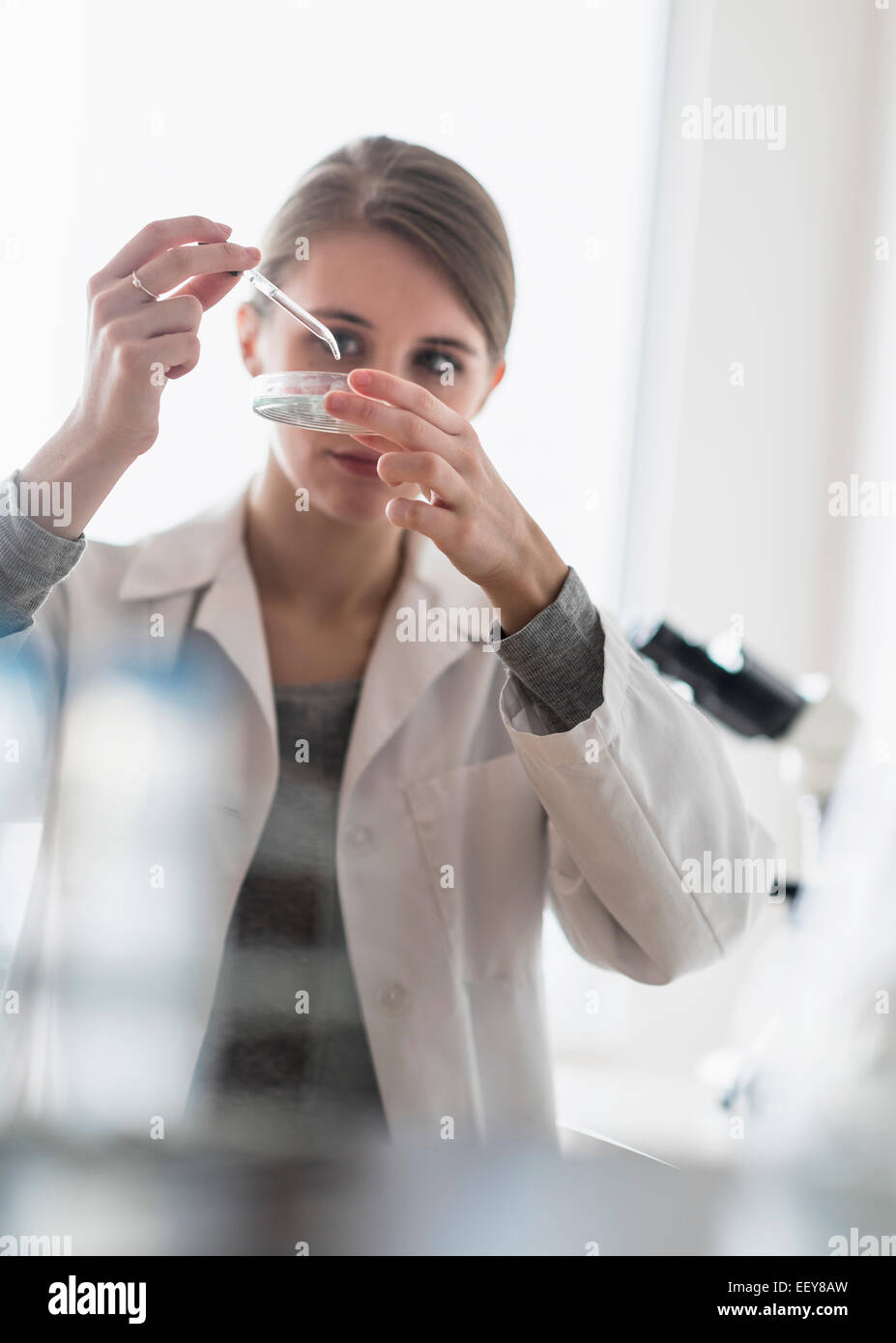 Female lab technician using pipette and petri dish Stock Photo - Alamy
