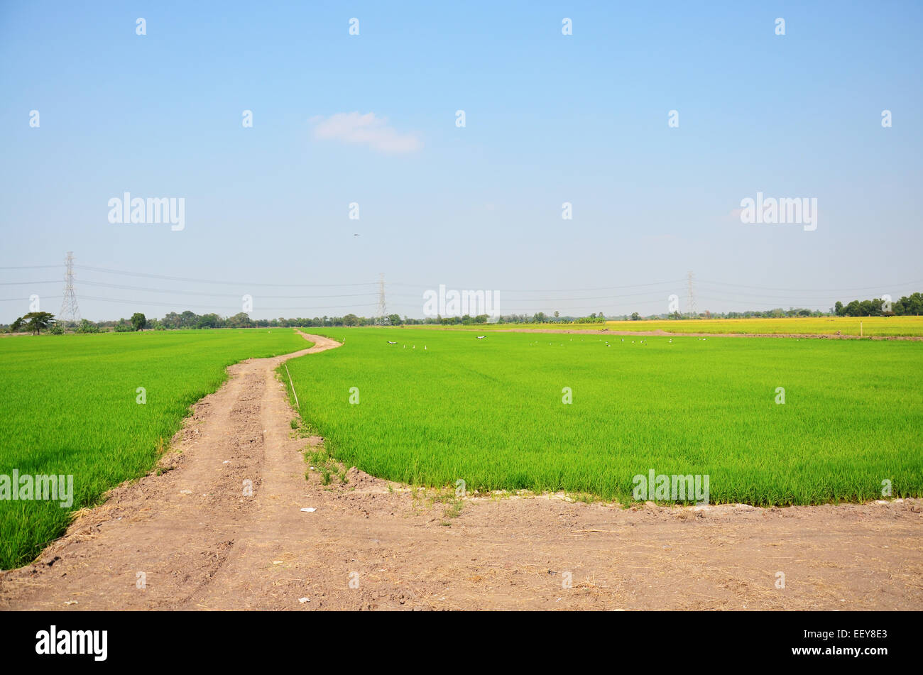 Rice field background hi-res stock photography and images - Alamy