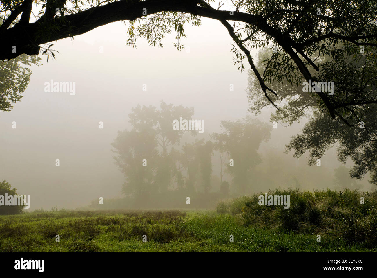 Natural tree frame hi-res stock photography and images - Alamy