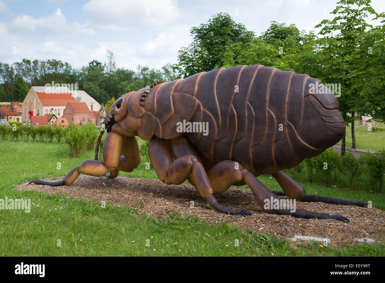Human flea (pulex irritans) hi-res stock photography and images - Alamy