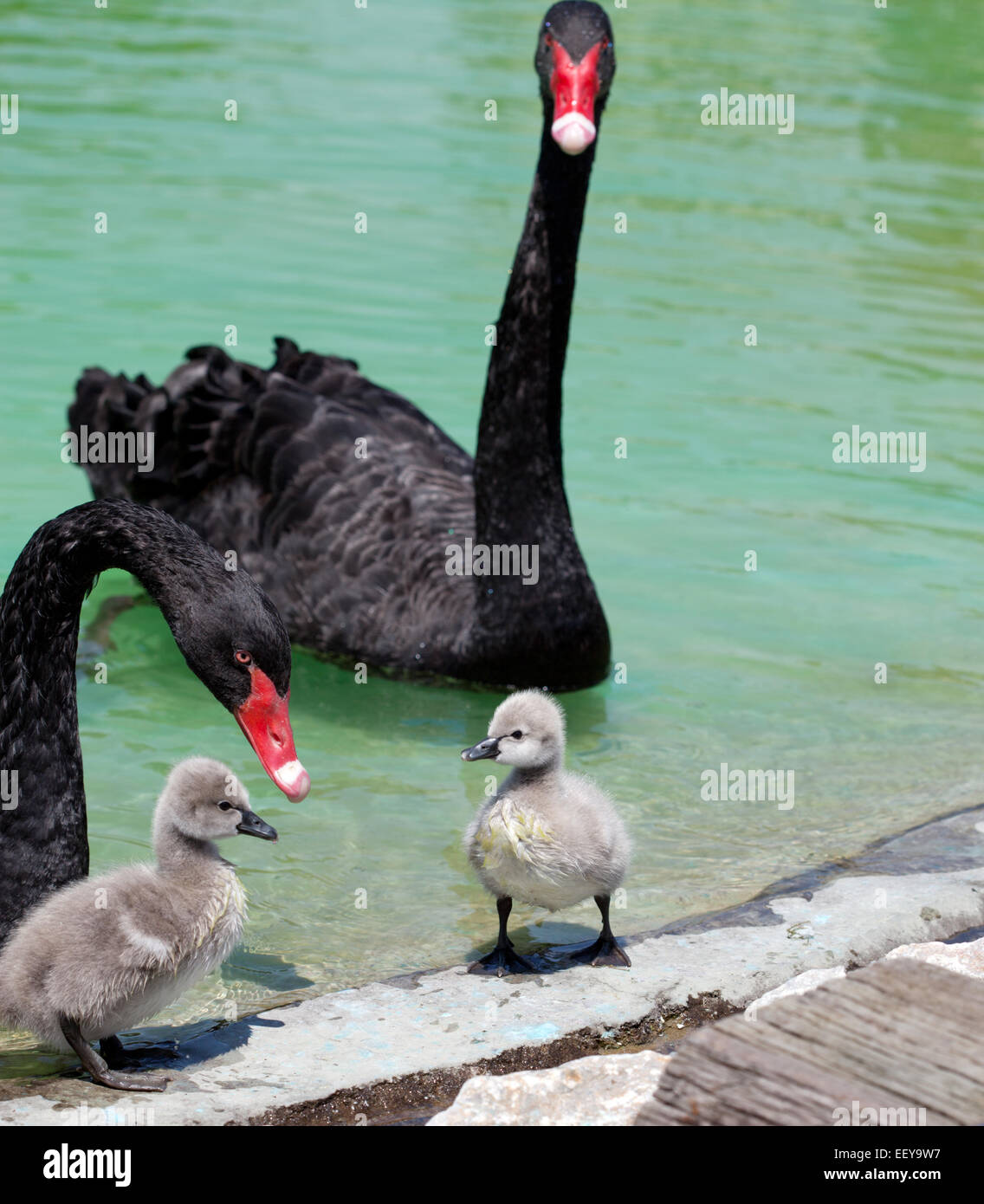 Black Swan and Cygnet Stock Photo - Alamy