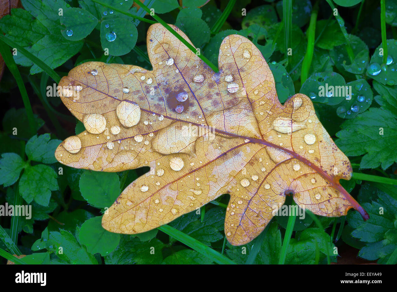 Autumn oak leaf with water droplets Stock Photo - Alamy