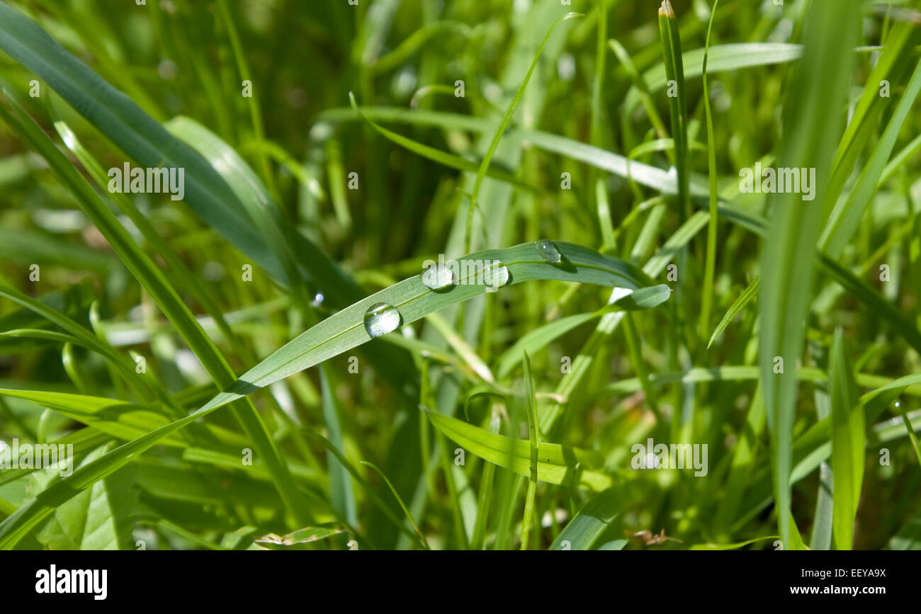 Drops of water on grass Stock Photo - Alamy