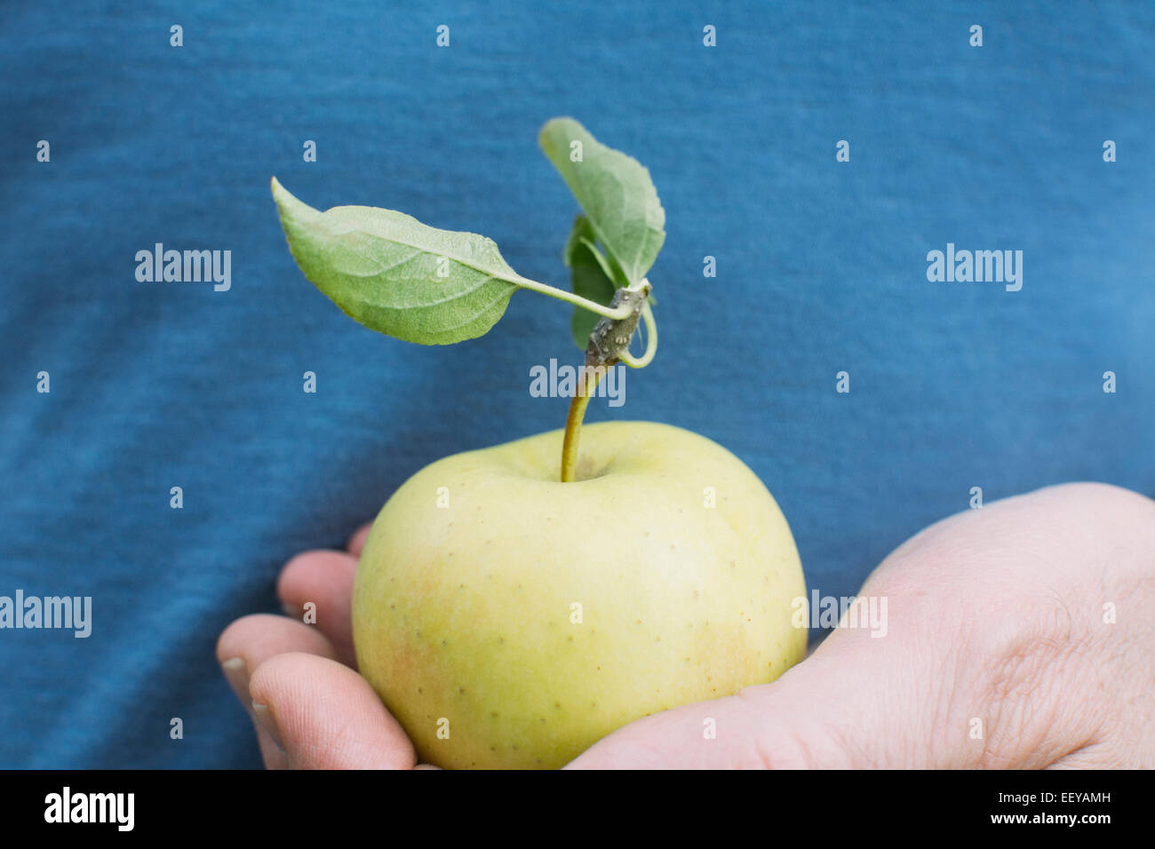 Apple in man's hand Stock Photo - Alamy