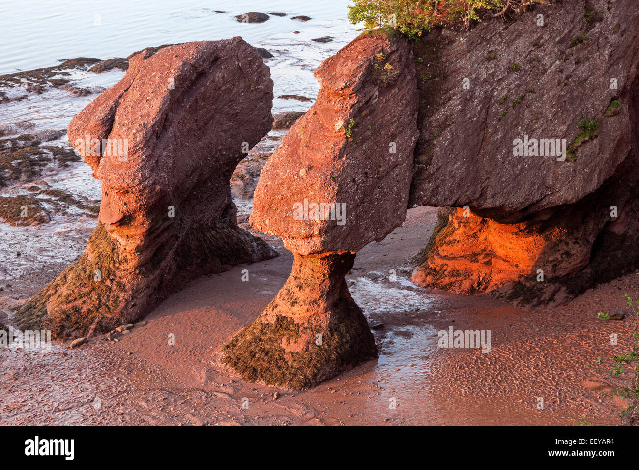 Canada, New Brunswick, Moncton, Hopewell Rocks at sunrise Stock Photo ...