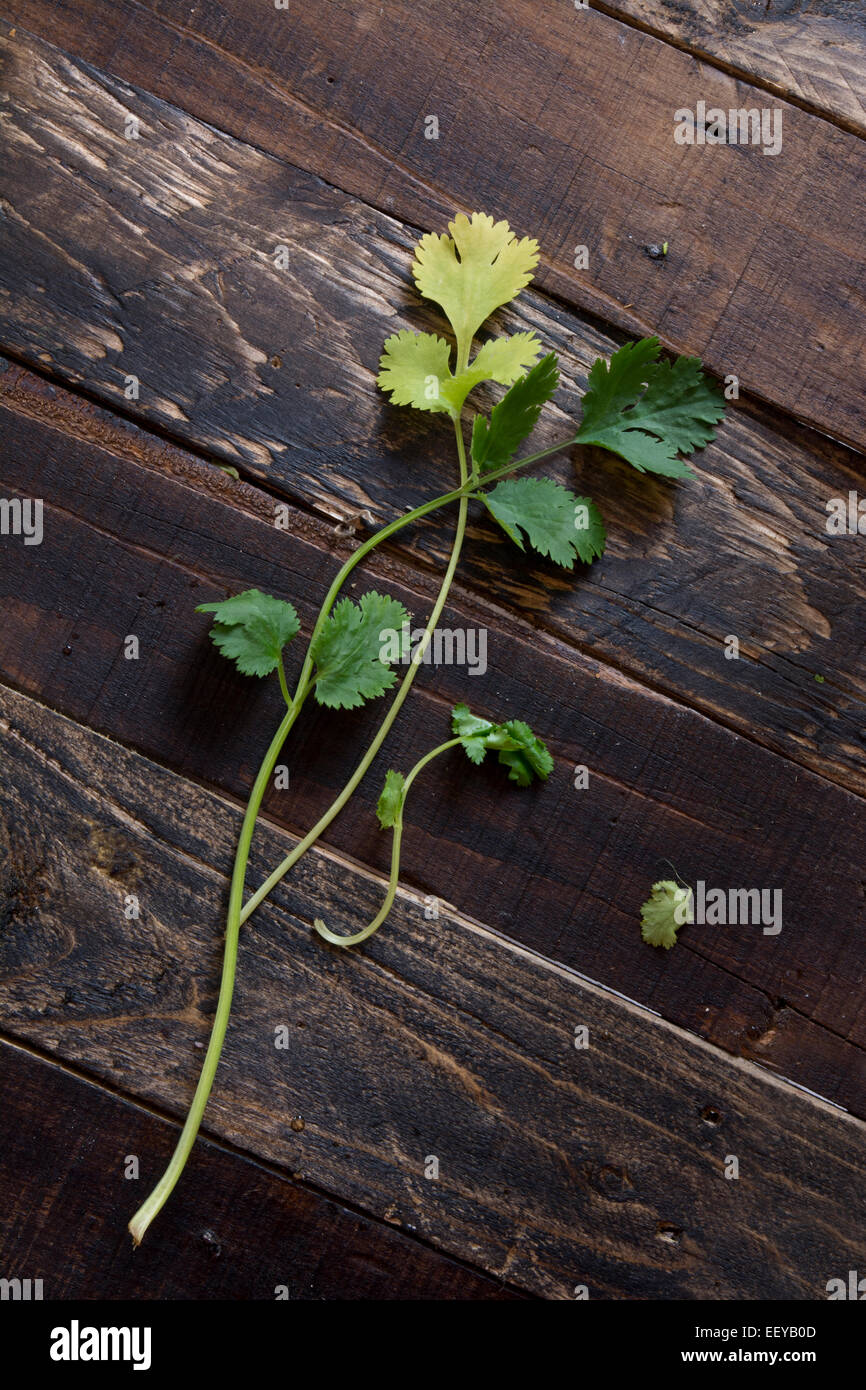 Cilantro plants hi-res stock photography and images - Alamy