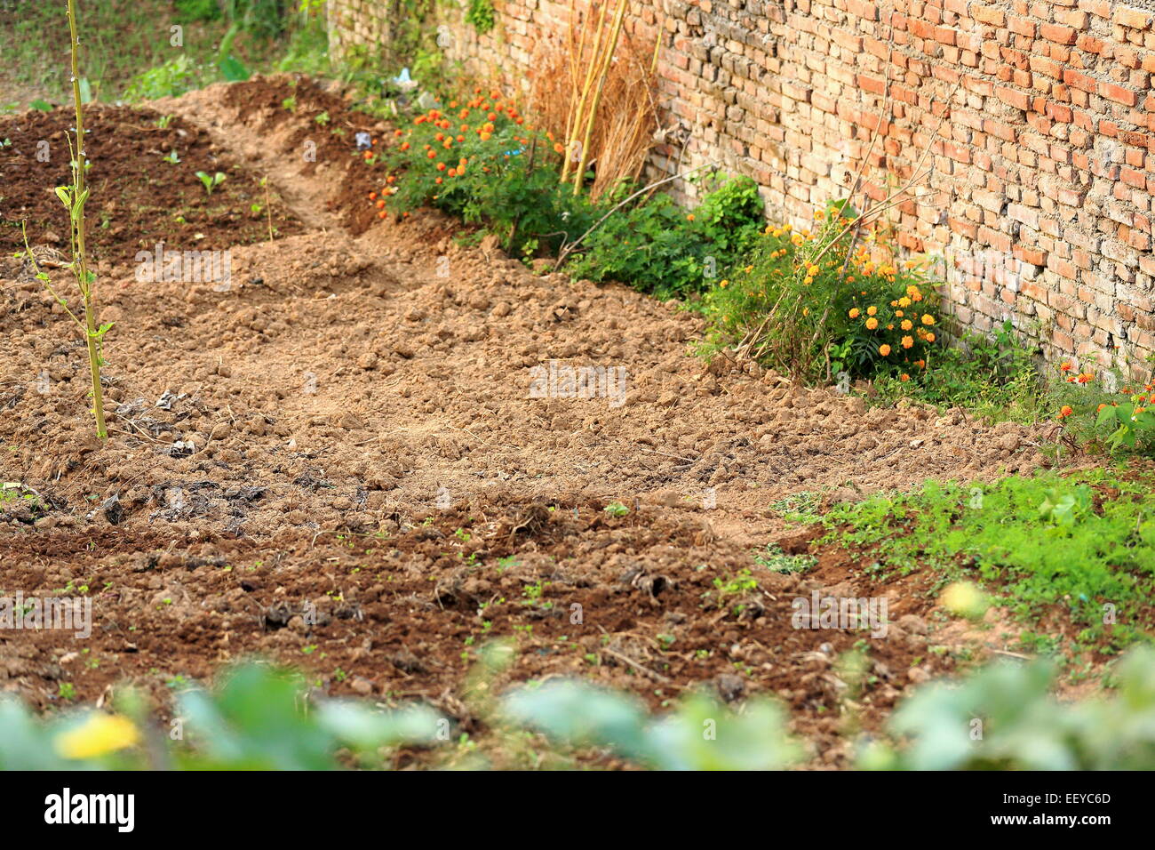 Orchard in empty plot of land among the buildings and walls of Godawari ...