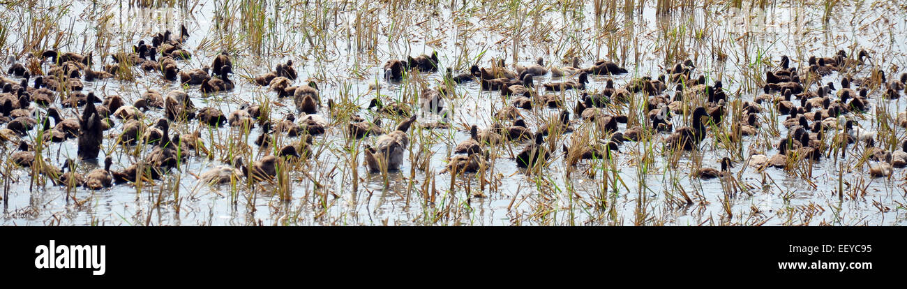 Duck Chase Field Mob in Pathumthani Thailand Stock Photo - Alamy