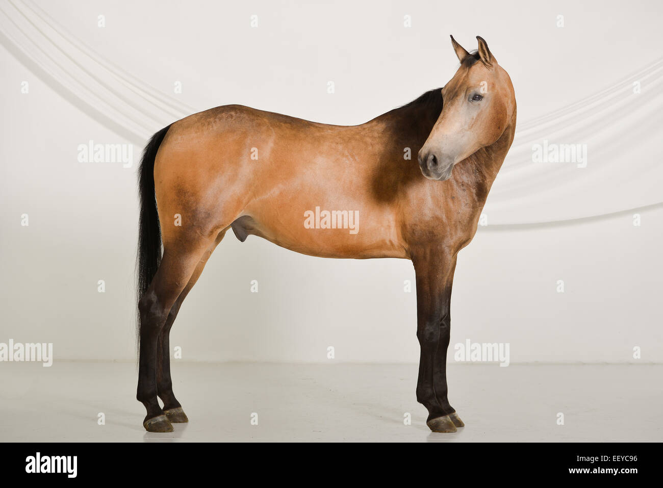 Animal model hi-res stock photography and images - Alamy