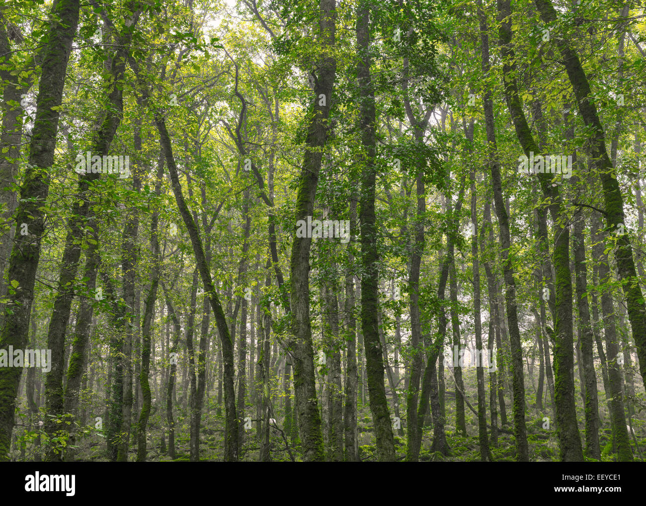 A beautiful forest Stock Photo - Alamy
