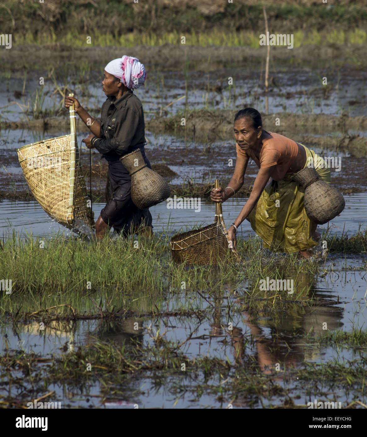 Morigaon, Assam, India. 23rd Jan, 2015. Tribal Tiwa women fish together ...