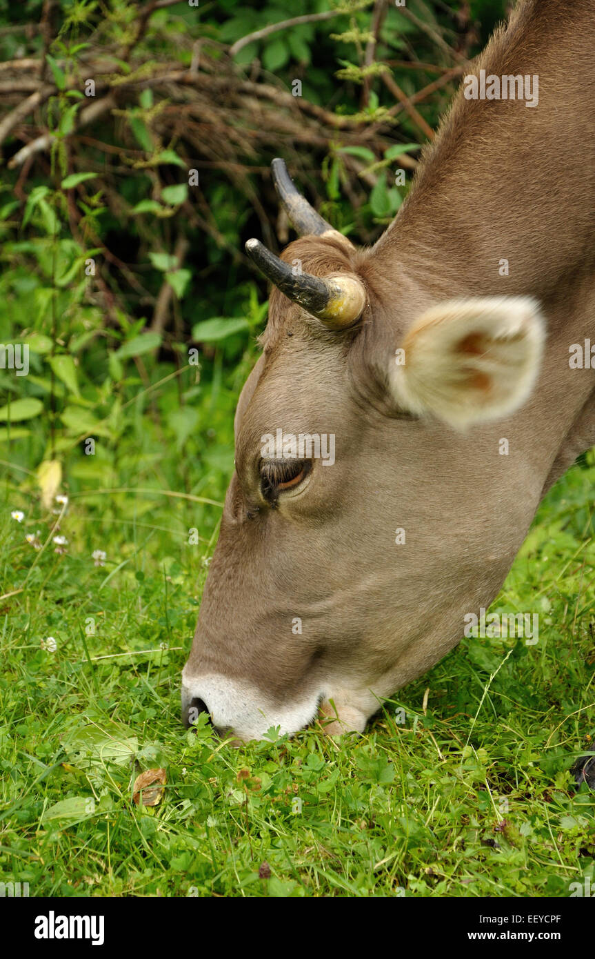Rural farm horns hi-res stock photography and images - Alamy