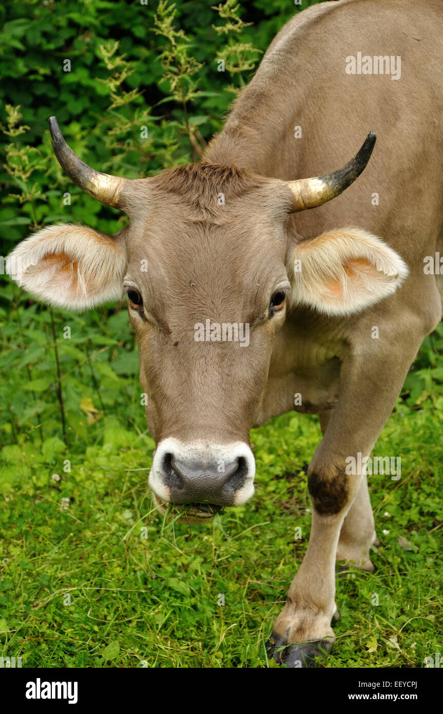 Rural farm horns hi-res stock photography and images - Alamy