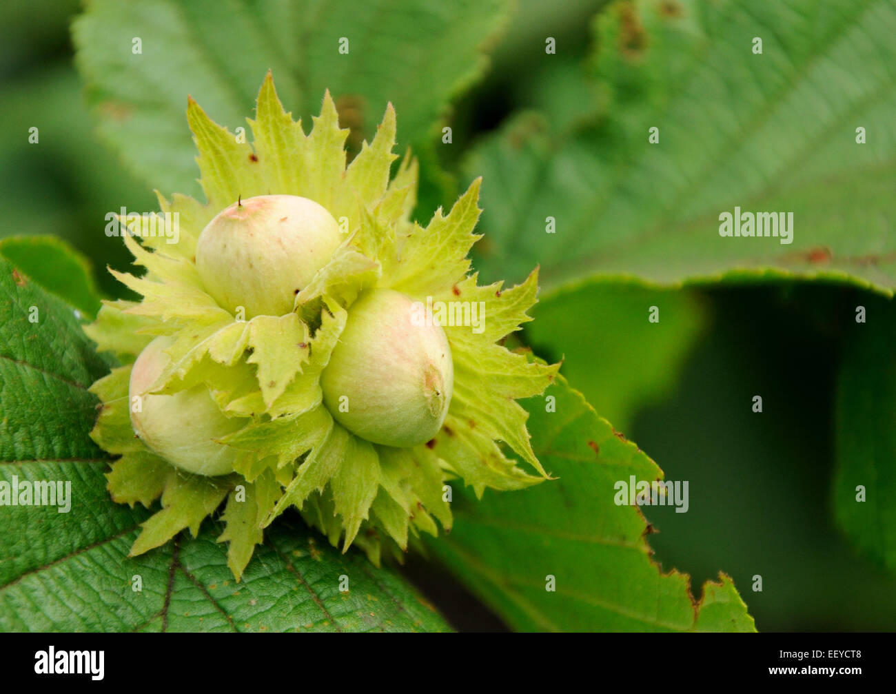 green hazelnuts on the tree Stock Photo - Alamy