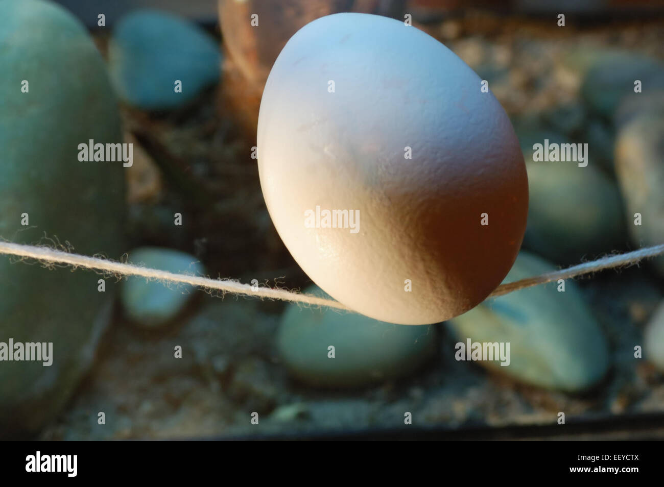 Egg balancing hi-res stock photography and images - Alamy