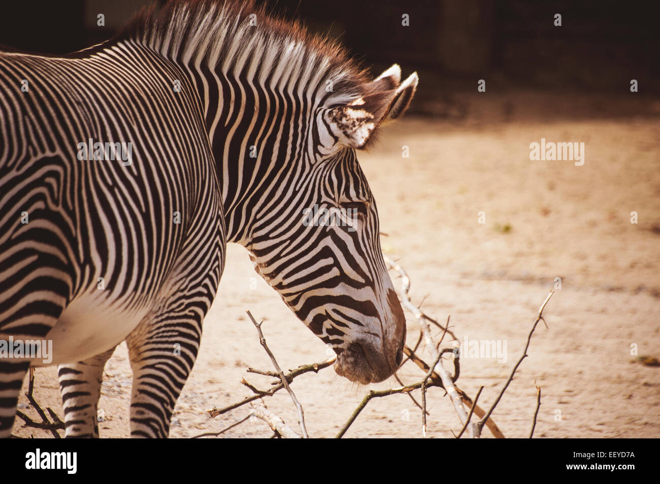 Portrait of a young zebra in zoo Stock Photo - Alamy