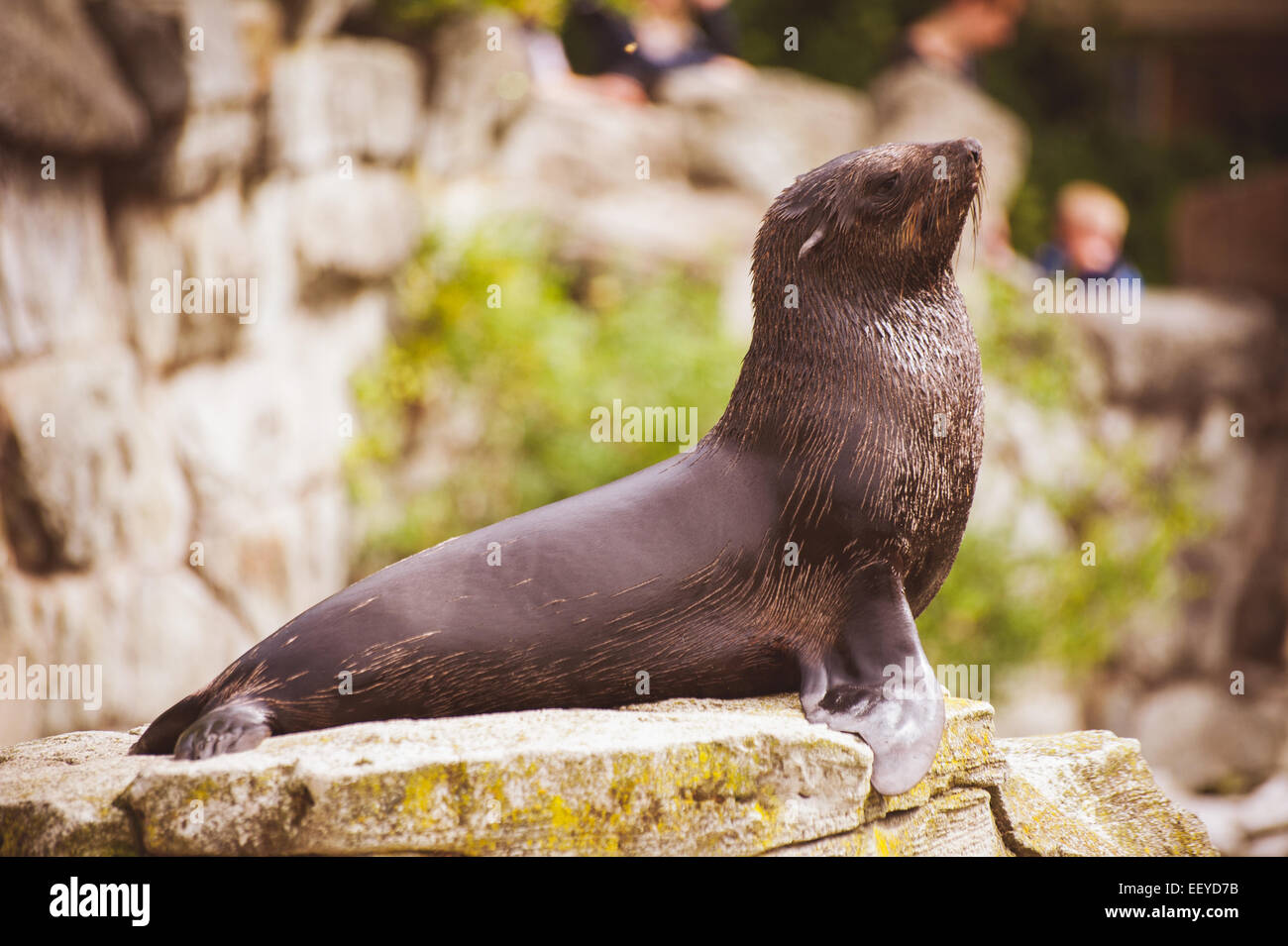 Sea lion posing on hi-res stock photography and images - Alamy