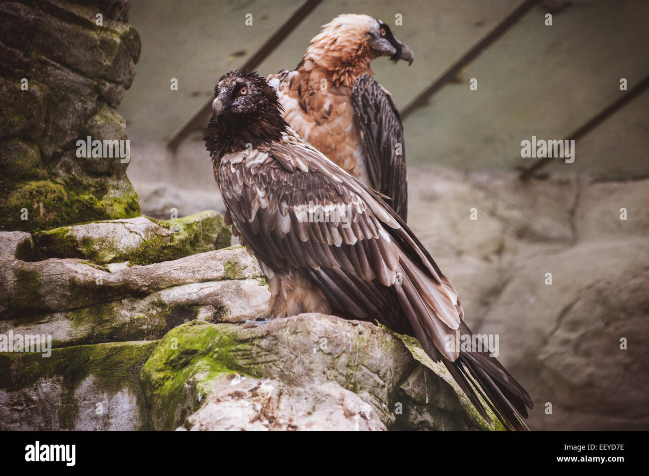 pare of vulture birds siting on rock Stock Photo - Alamy