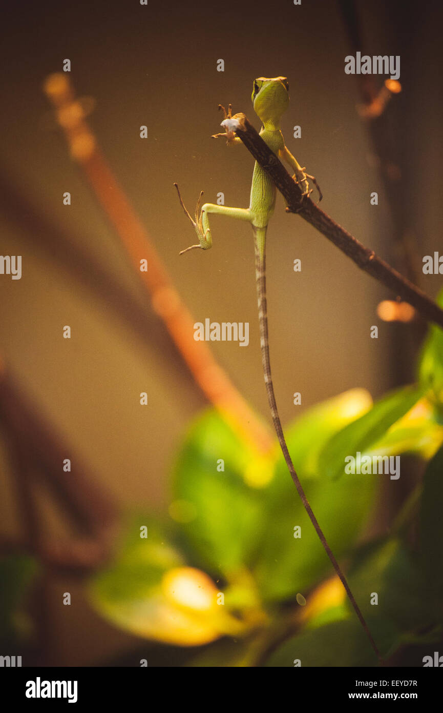 green lizard with very long tail on branch Stock Photo - Alamy
