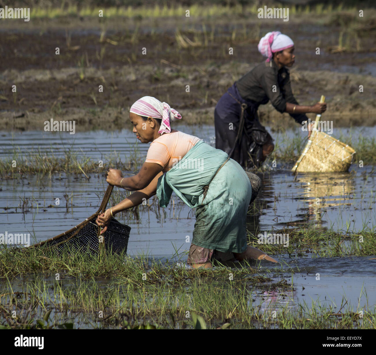 Morigaon, Assam, India. 23rd Jan, 2015. Tribal Tiwa women fish together ...