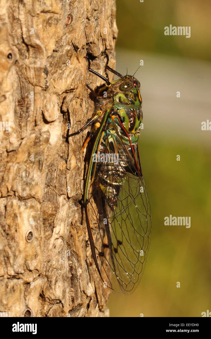 A New Zealand Cicada perched on the rough bark of a tree Stock Photo ...