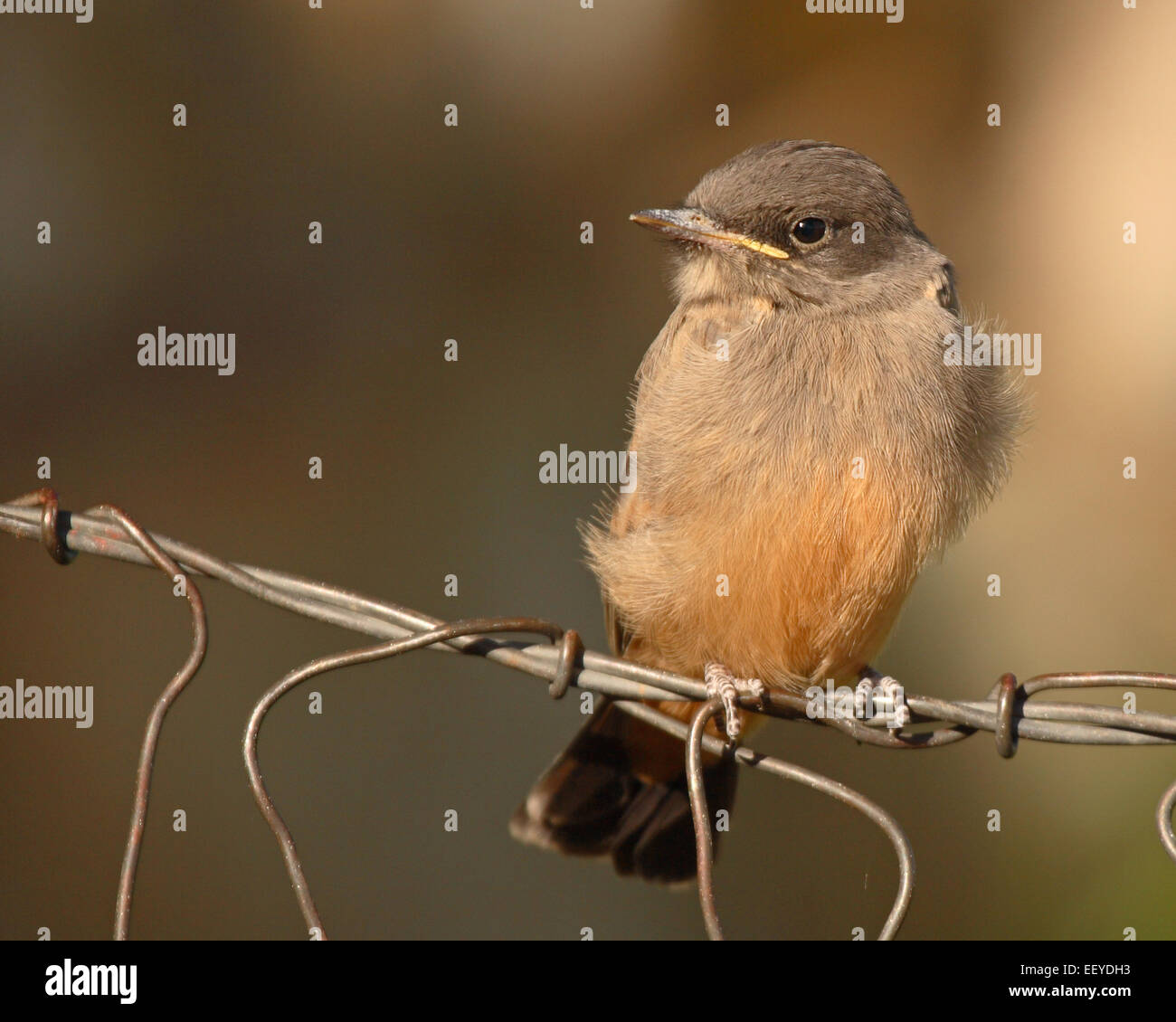 A fledgling Say's Phoebe perched on an old fence Stock Photo - Alamy