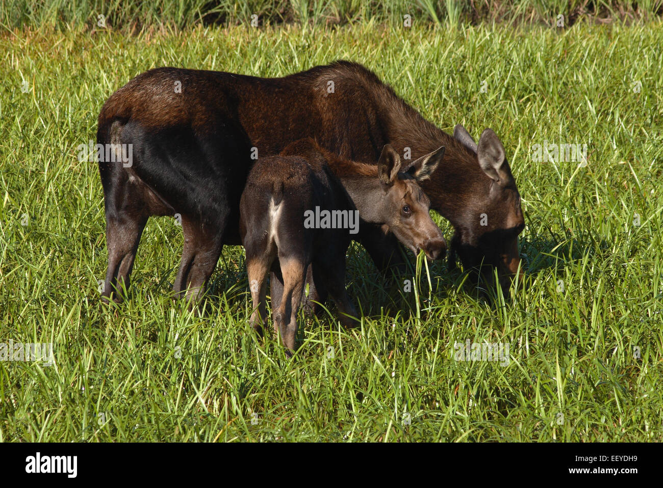 Moose in swamp hi-res stock photography and images - Alamy