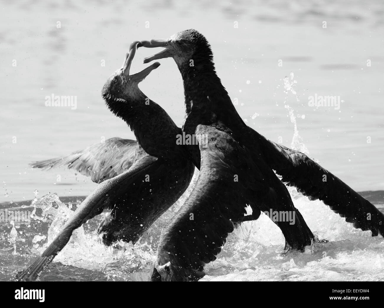 A pair of Northern Giant Petrels having a duel of snapping beaks Stock ...