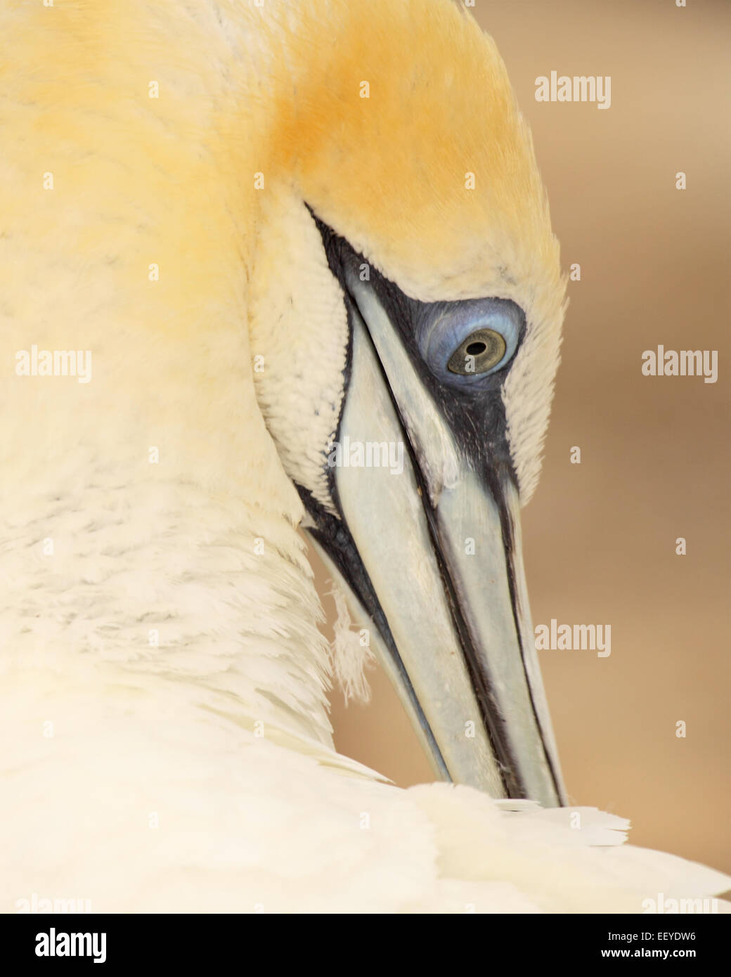 Chest feathers hi-res stock photography and images - Alamy