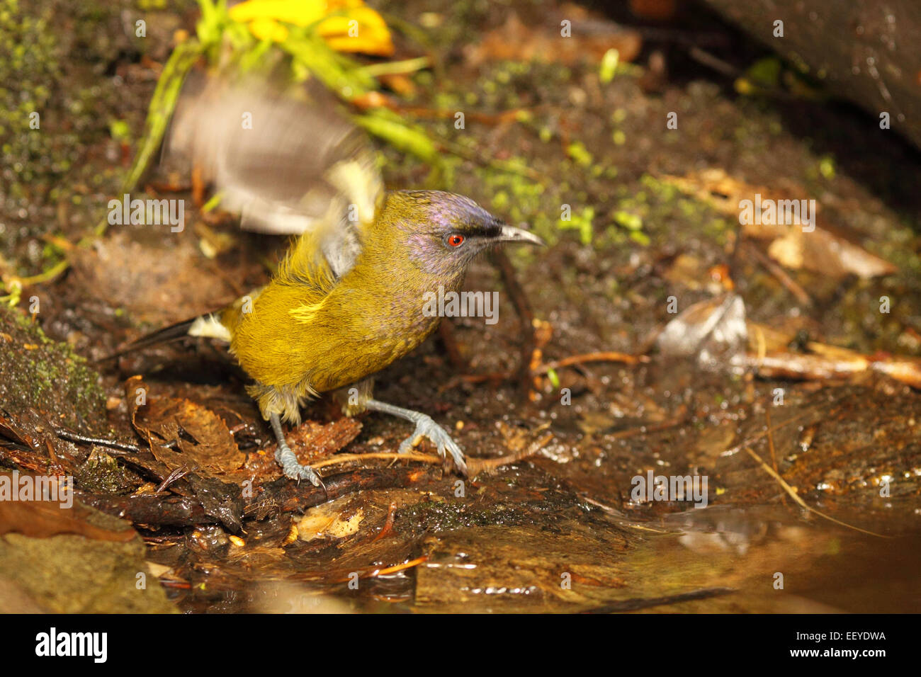 Flipping bird hi-res stock photography and images - Alamy