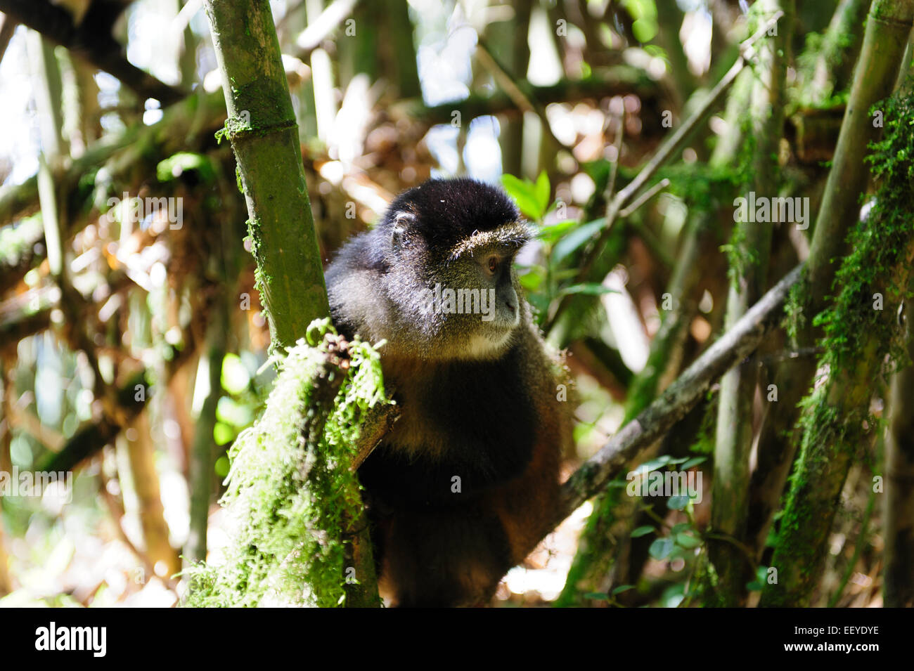 Golden monkey in the bamboo woods of Volcanoes National Park in Rwanda ...