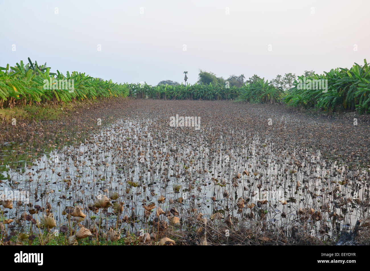 Lotus Death in pond Stock Photo - Alamy