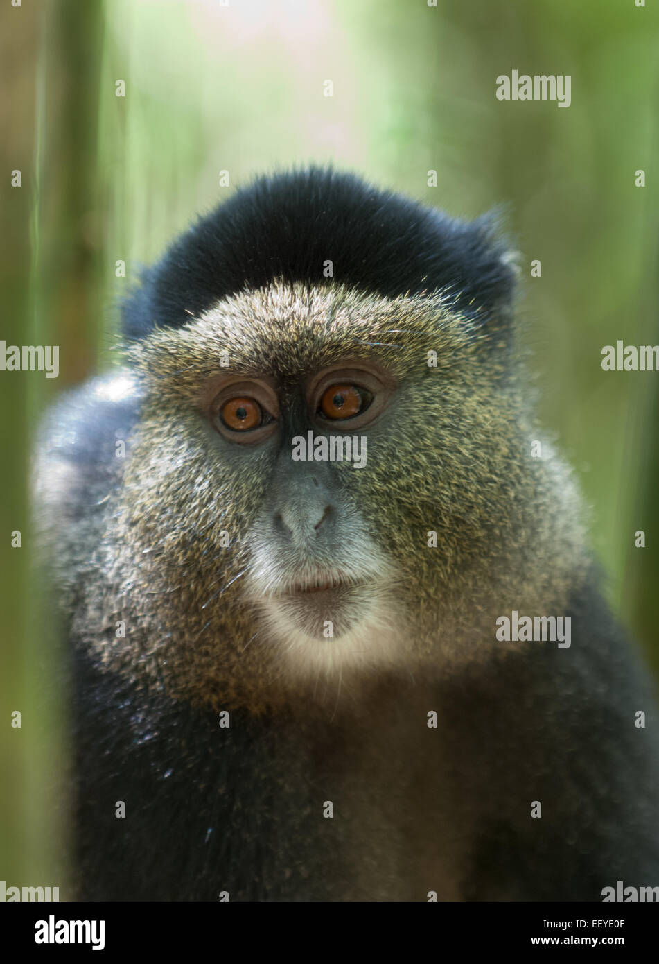 Golden monkey in the bamboo woods of Volcanoes National Park in Rwanda ...