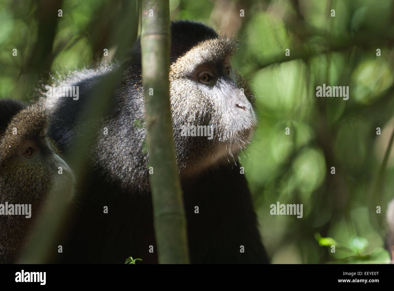 Golden monkey in the bamboo woods of Volcanoes National Park in Rwanda ...